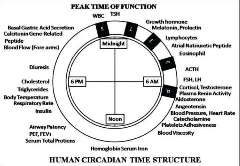 Circadian Rhythm of Hormones, Disease & Metabolism - SelfHack
