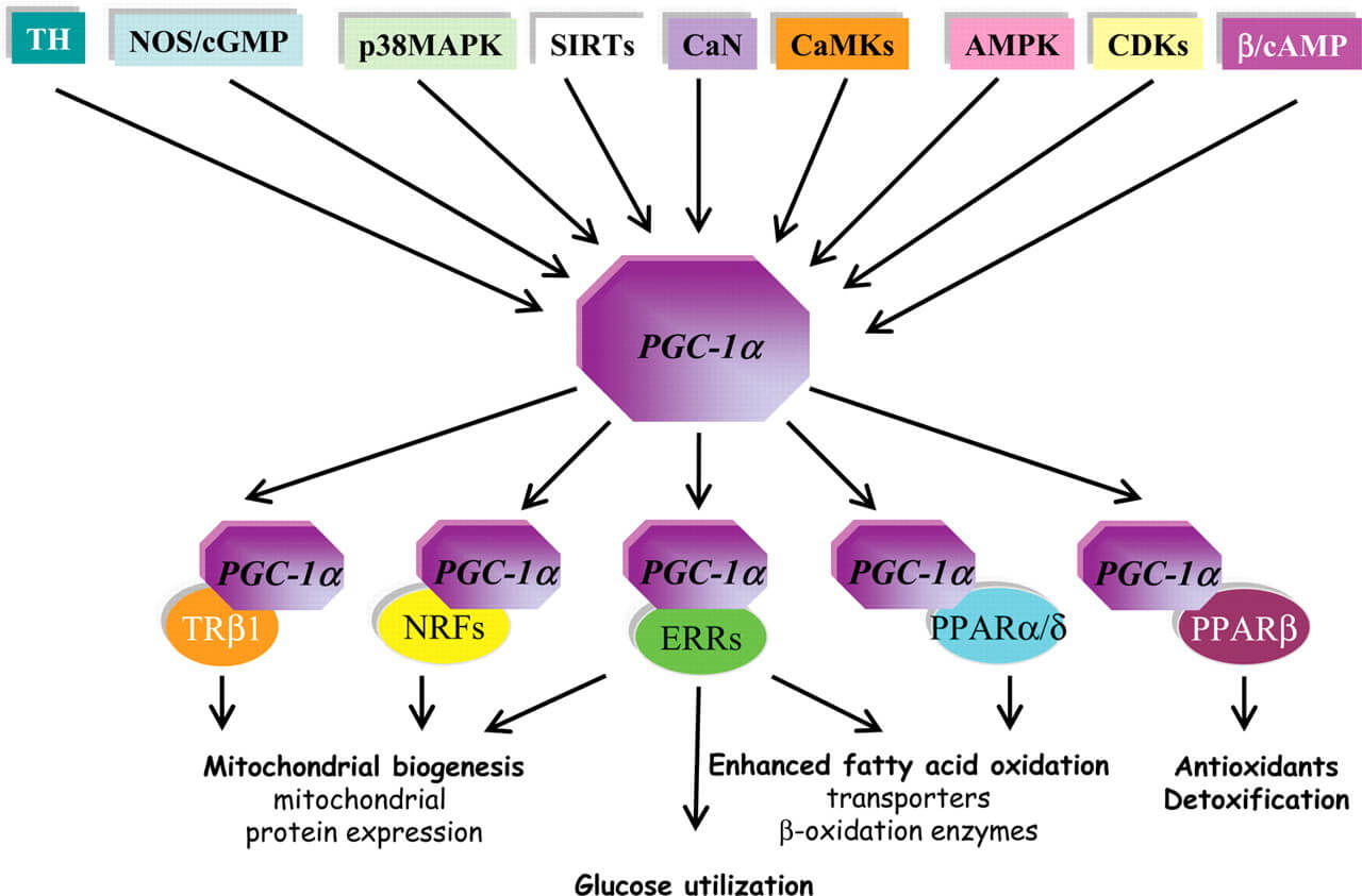 22 Ways to Naturally Boost Energy & More with PGC-1alpha - SelfHack