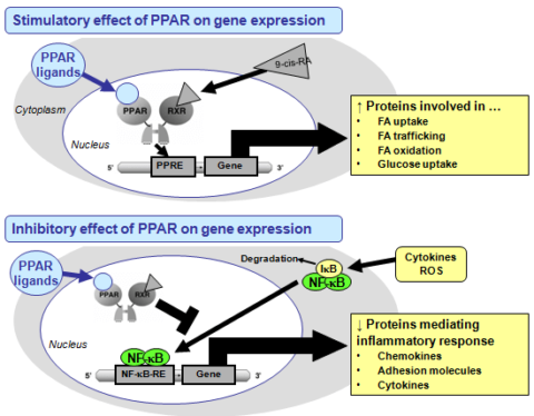 PPAR Alpha & Natural Ways to Activate it - SelfHacked