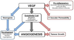 Vascular Endothelial Growth Factor VEGF Harmful Effects - SelfHack